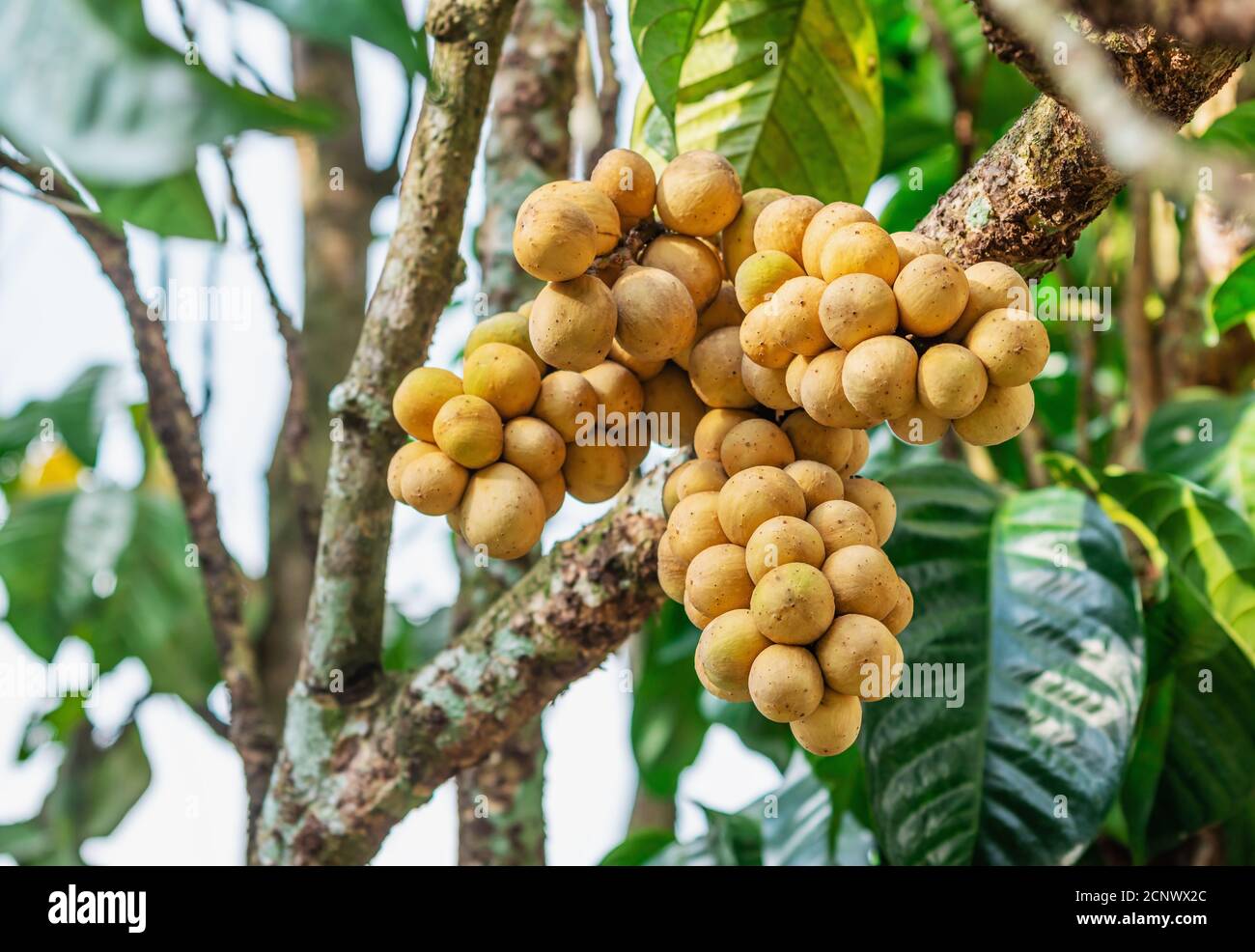 Lanzones Tree Clipart