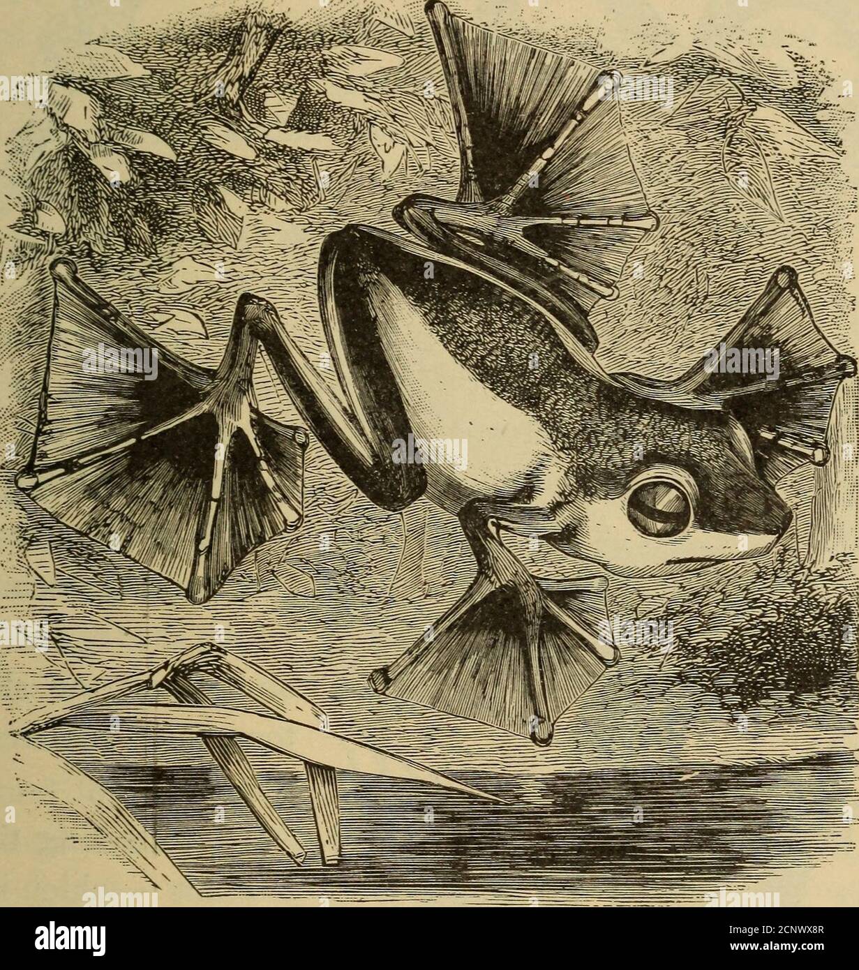 . Half hours with fishes, reptiles, and birds . Fig. 56u — The Bull ...