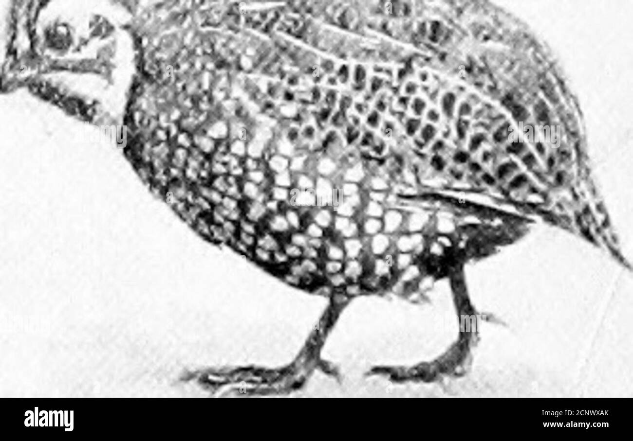 . Our feathered game; a handbook of the North American game birds . 17 ...