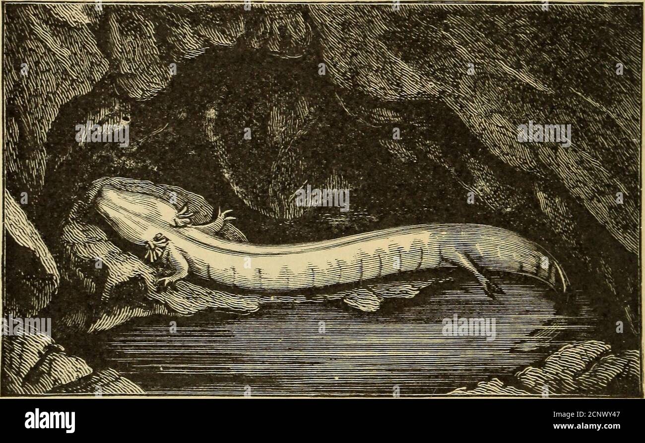 . Half hours with fishes, reptiles, and birds . Fig. 51. —The Siren. 86 ...