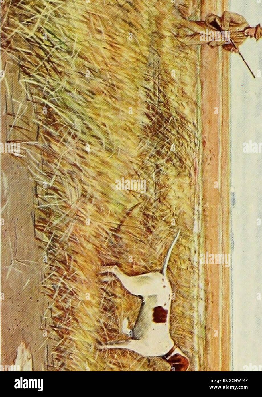 . Our feathered game; a handbook of the North American game birds Stock ...