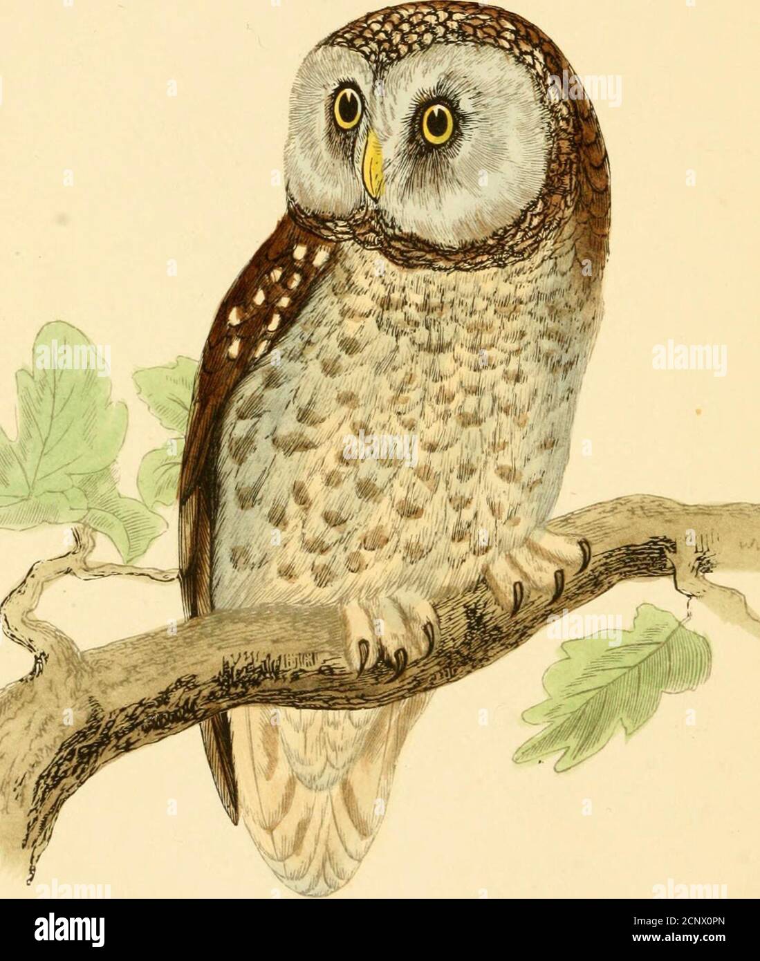 Owl taxonomy hi-res stock photography and images - Alamy