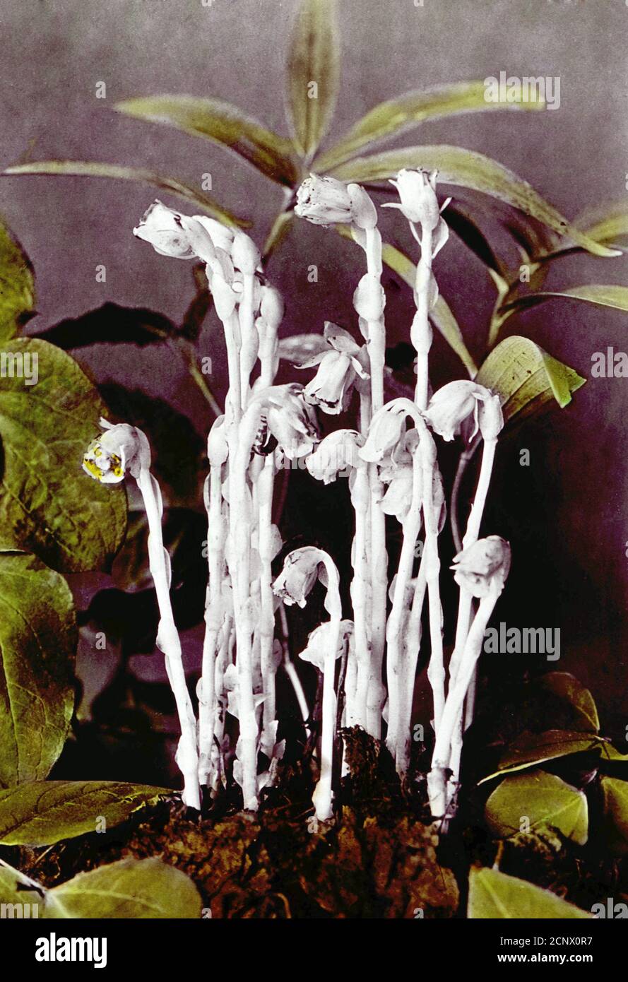 Ghost pipe flower hi-res stock photography and images - Alamy