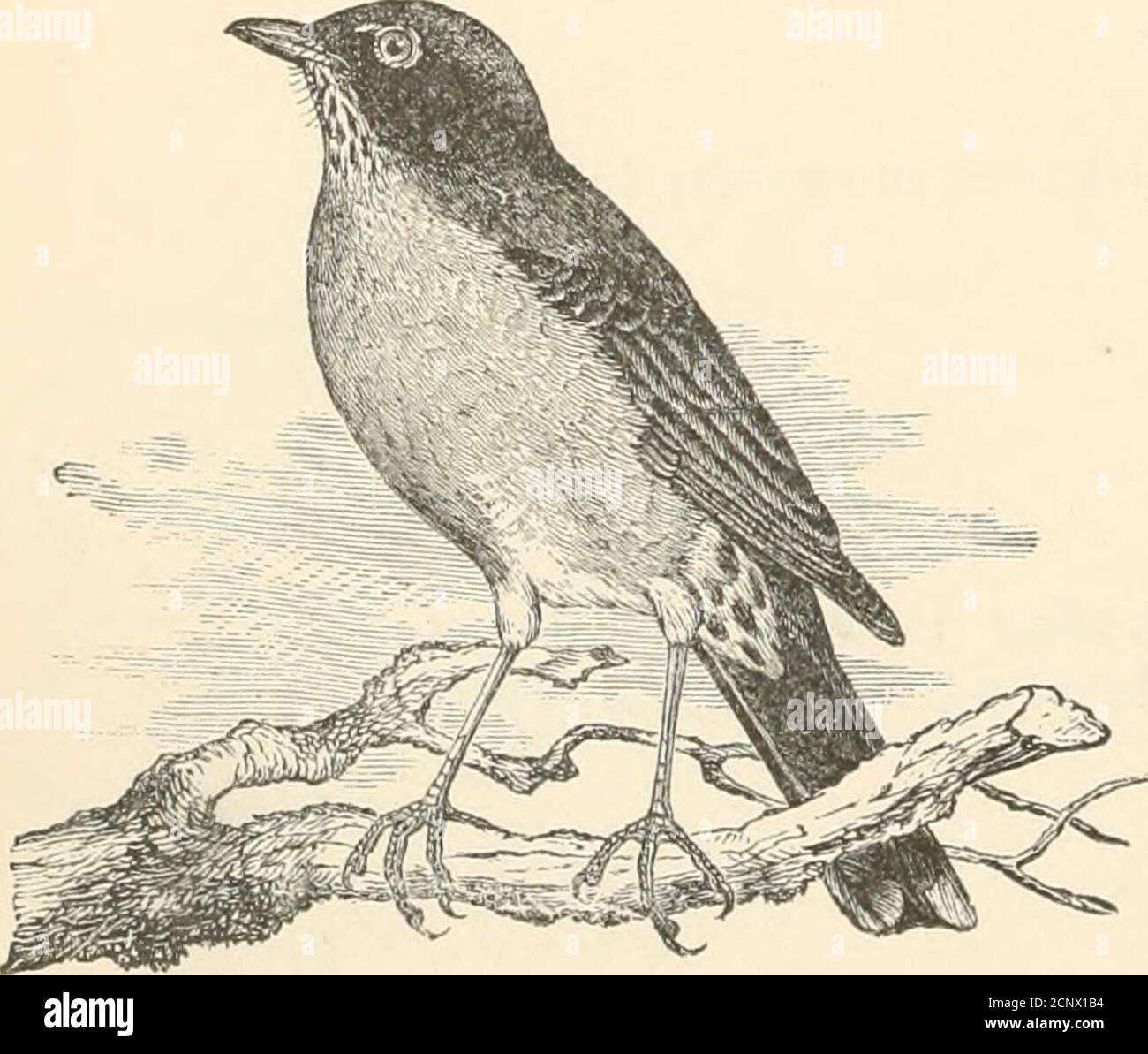 . The birds of eastern North America known to occur east of the ...