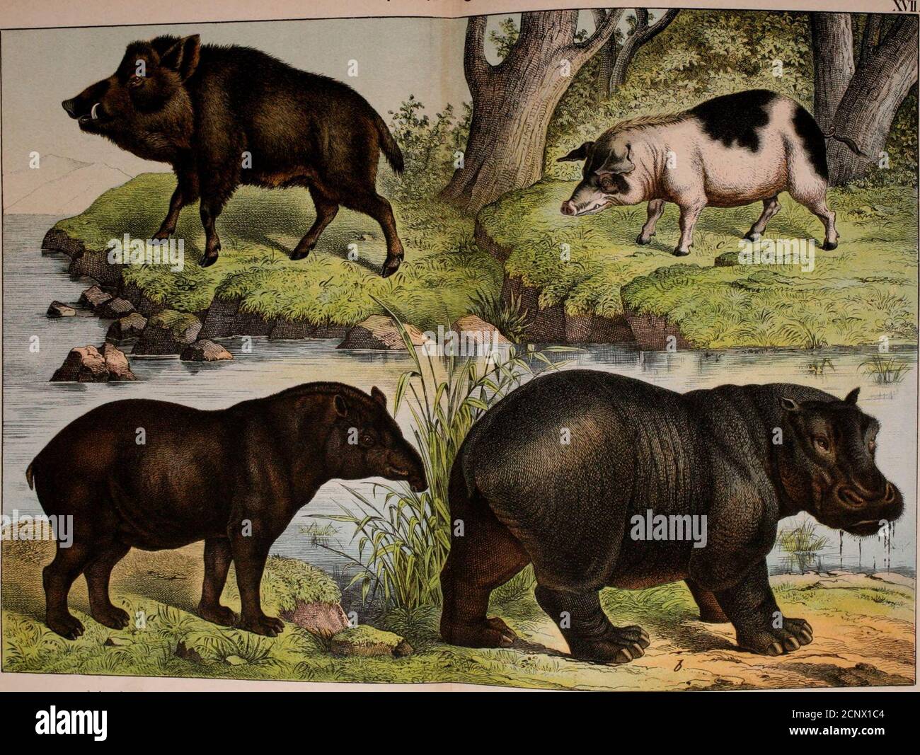 . Natural history of the animal kingdom for the use of young people ...