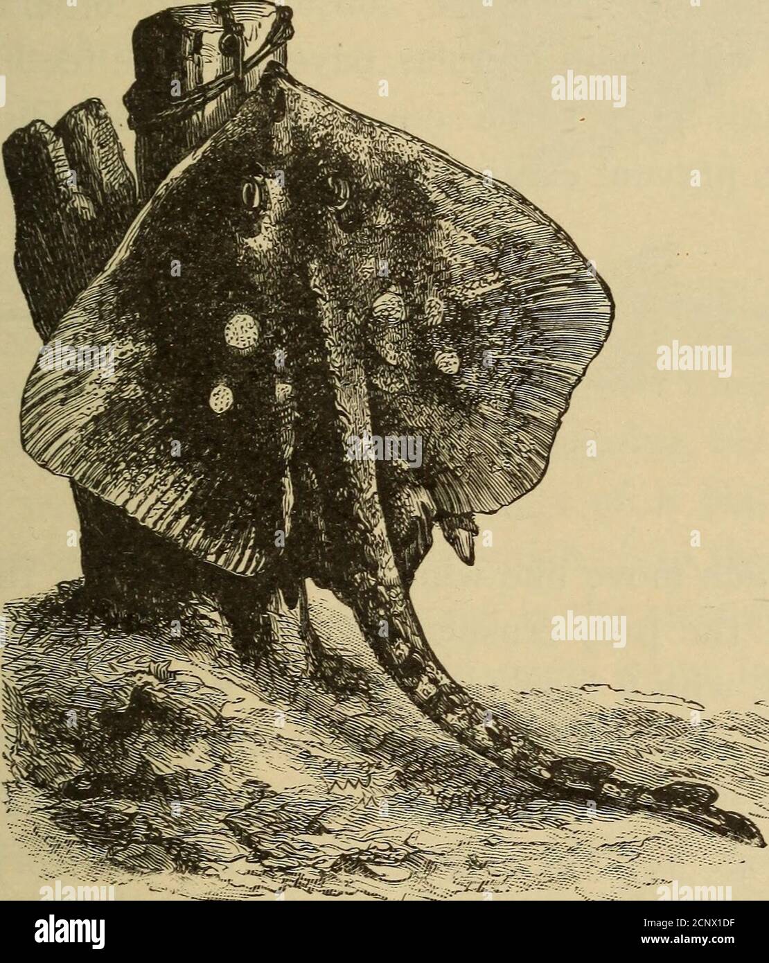 . Half hours with fishes, reptiles, and birds . THE SHARKS AND RAYS 61 ...