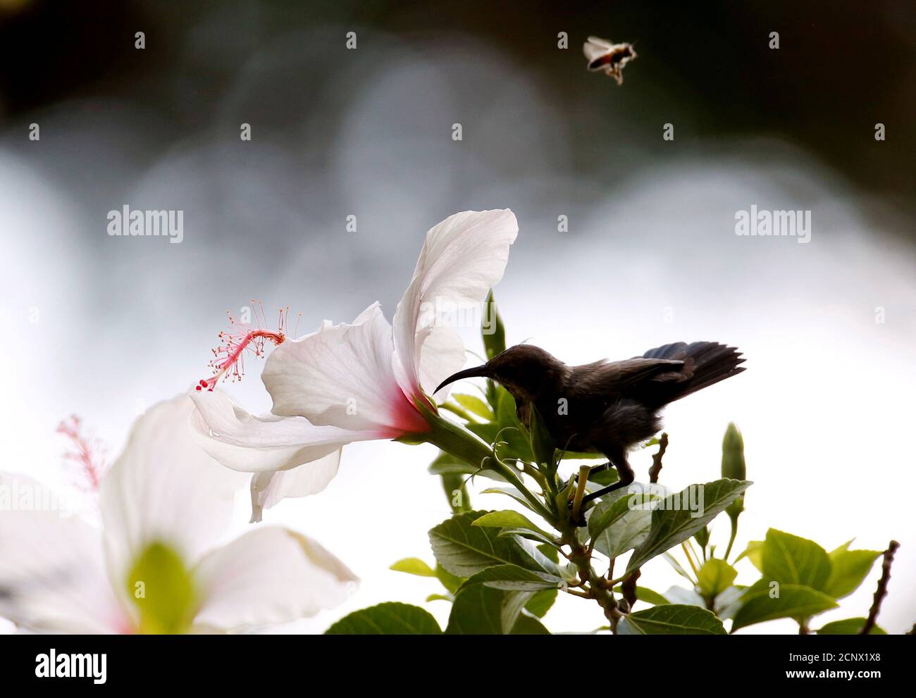 Palestine Sunbird High Resolution Stock Photography and Images - Alamy