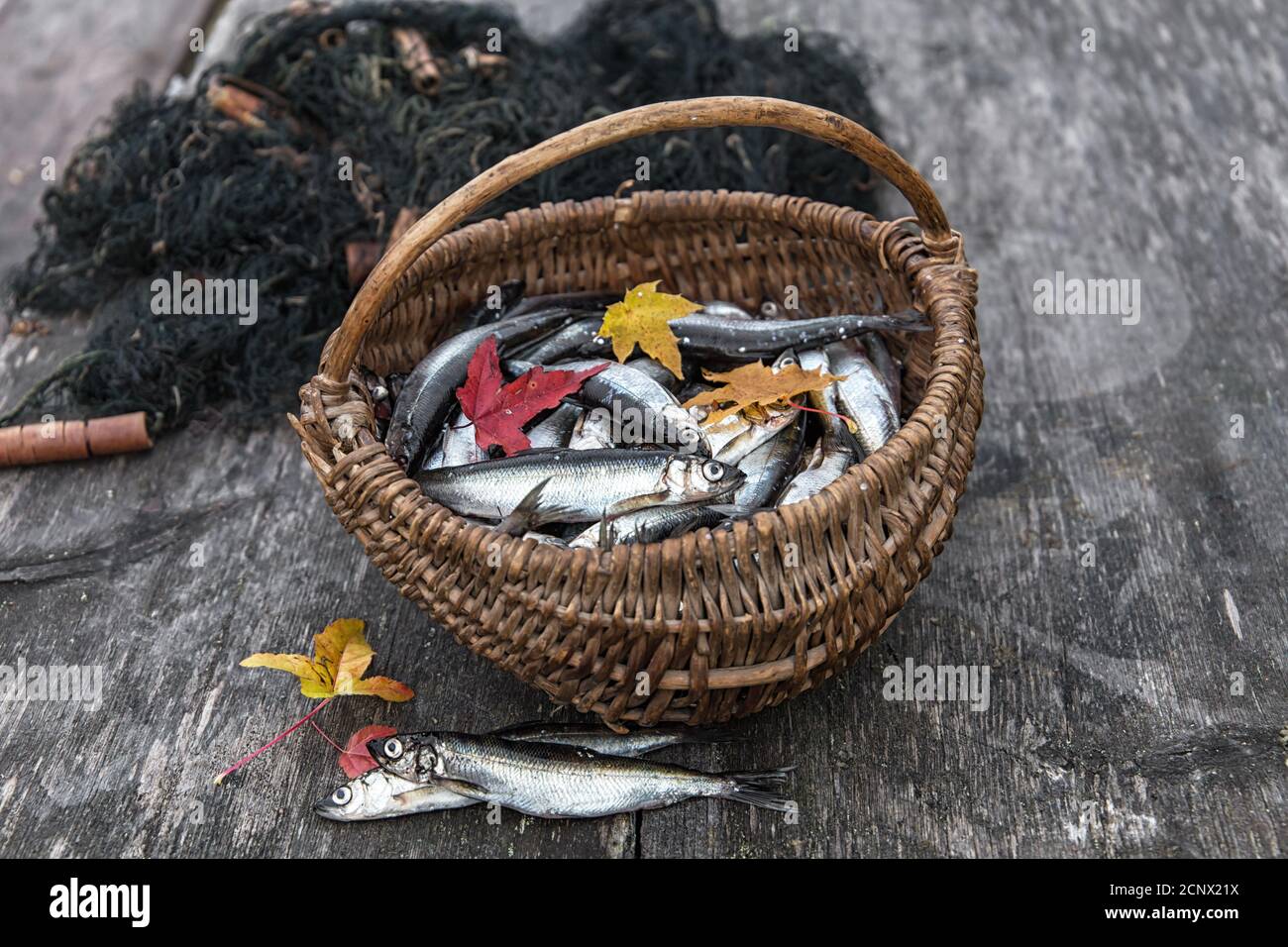 Vendace fish hi-res stock photography and images - Alamy