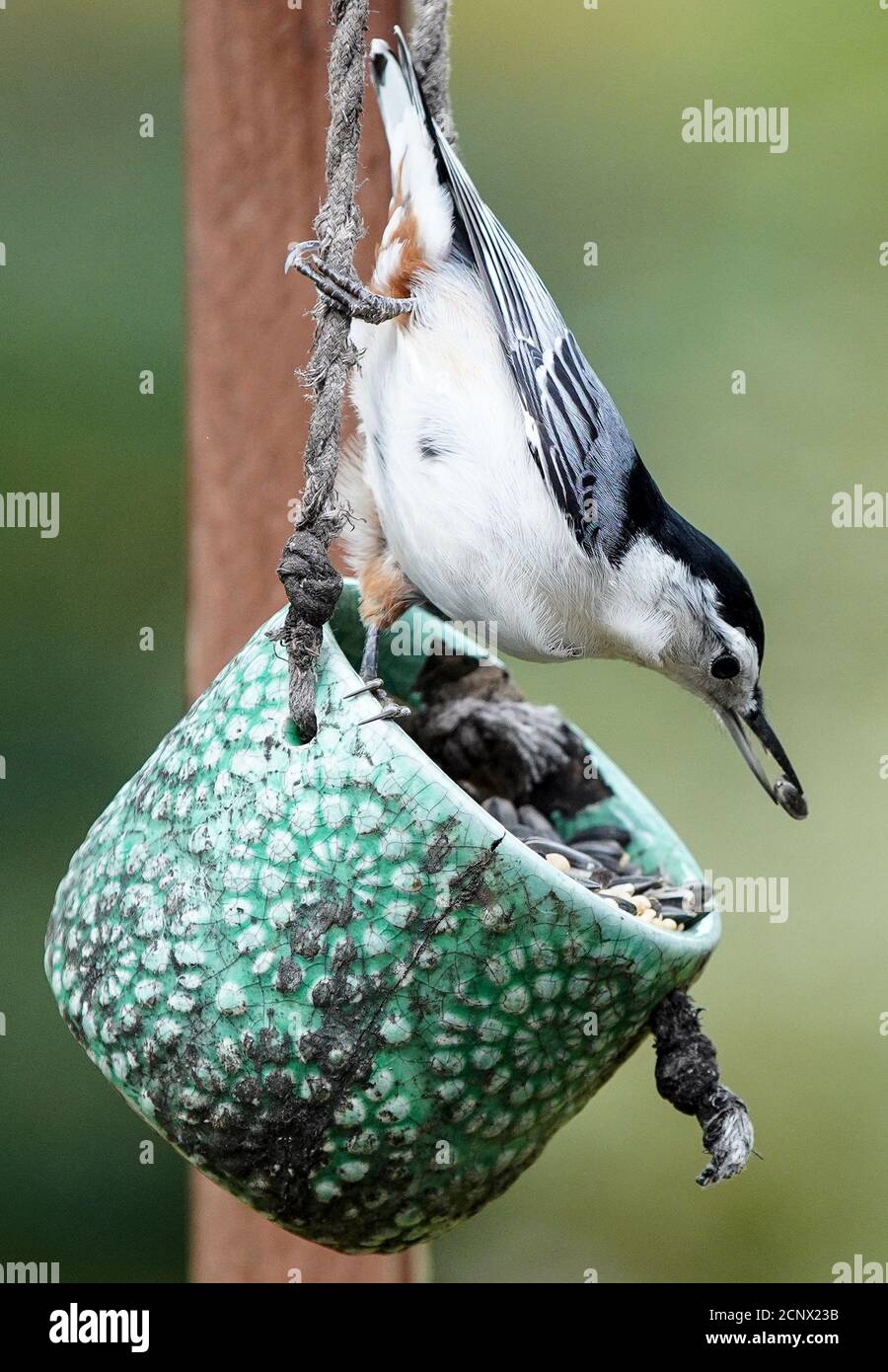 White-breasted Nuthatch catches a seed in its beak Stock Photo - Alamy