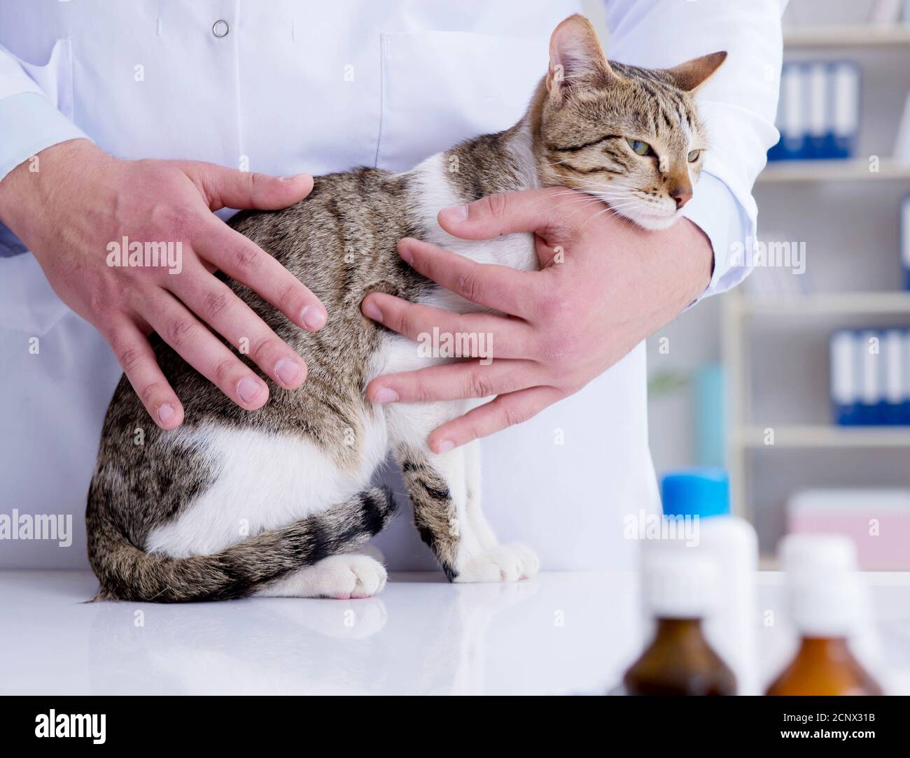 The cat visiting vet for regular check up Stock Photo - Alamy
