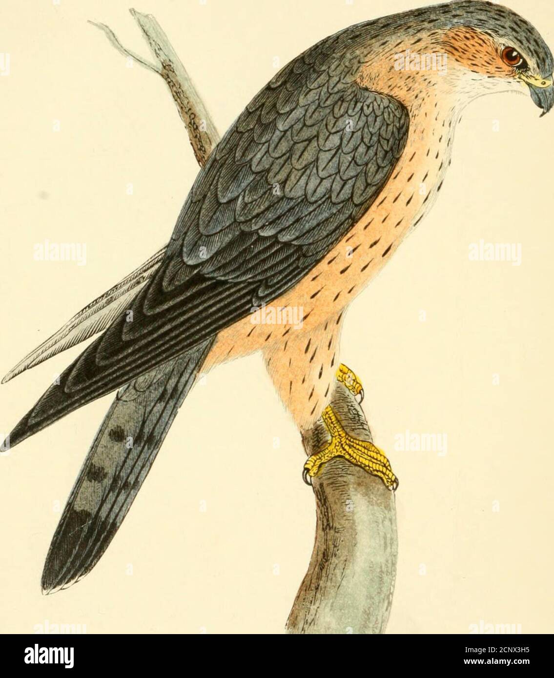 . A history of British birds. By the Rev. F.O. Morris .. . legs and ...