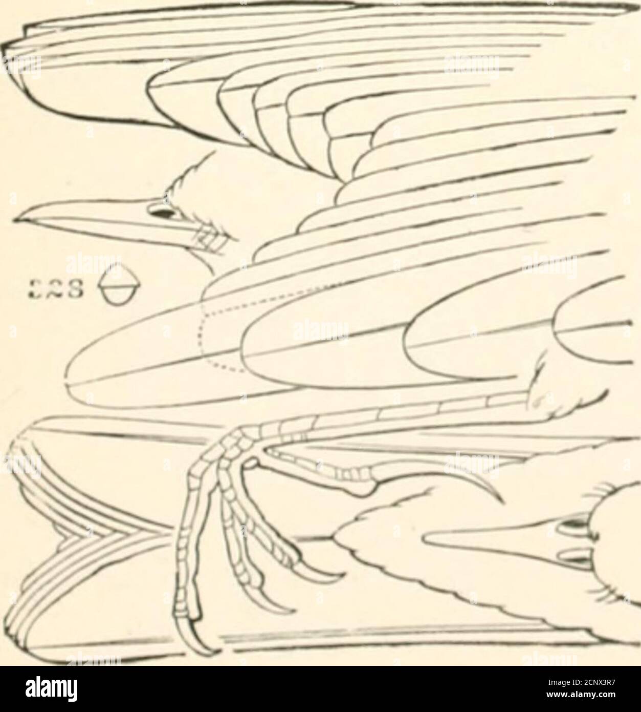. The birds of eastern North America known to occur east of the ...