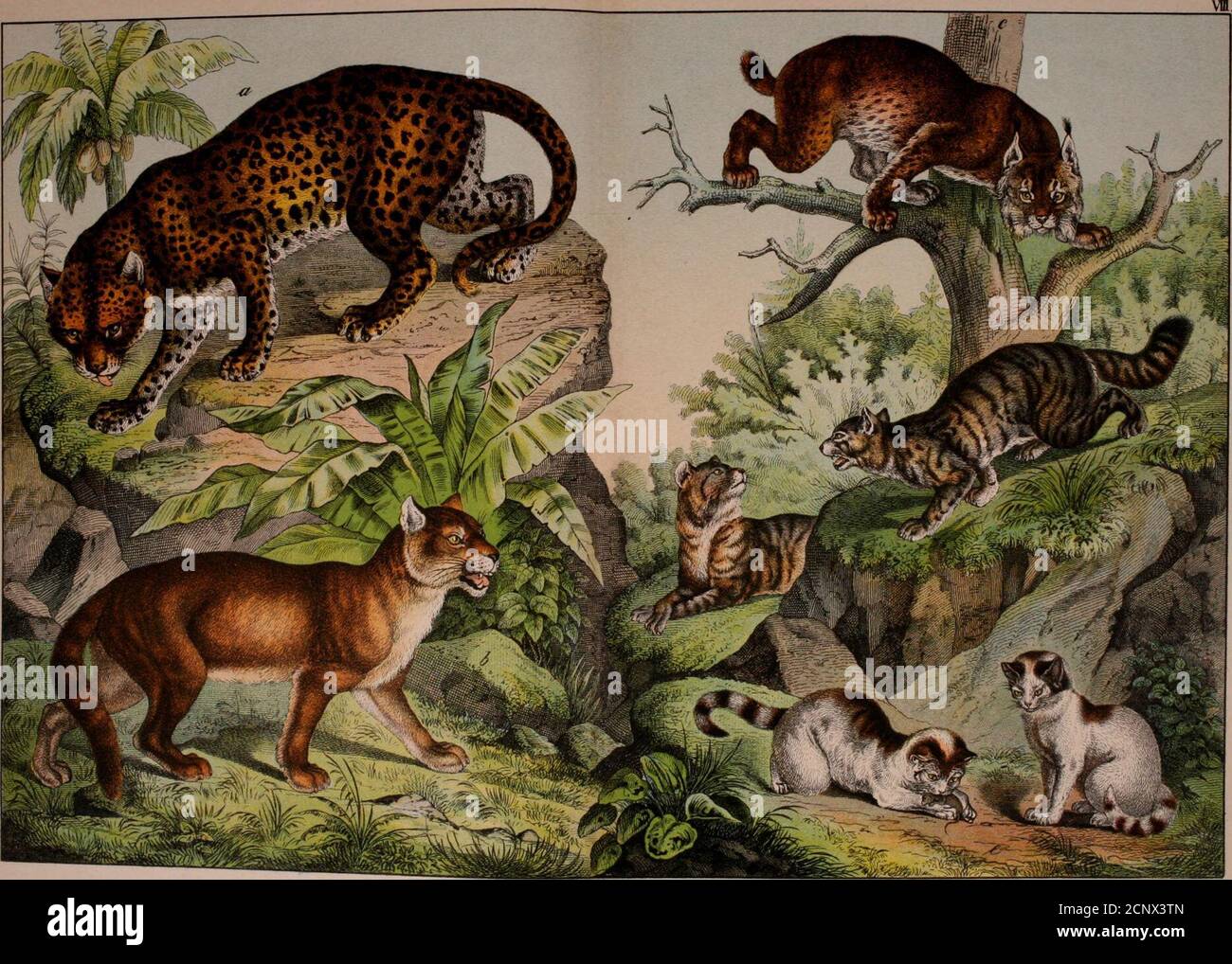 . Natural history of the animal kingdom for the use of young people ...