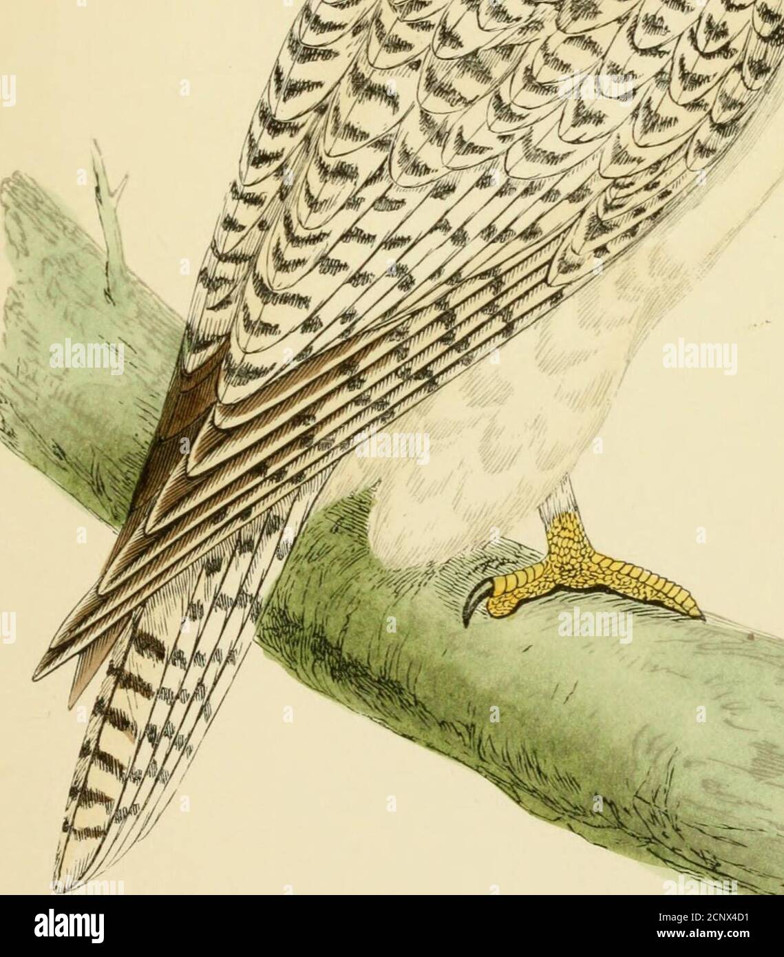 . A history of British birds. By the Rev. F.O. Morris .. . JER-FALCON ...