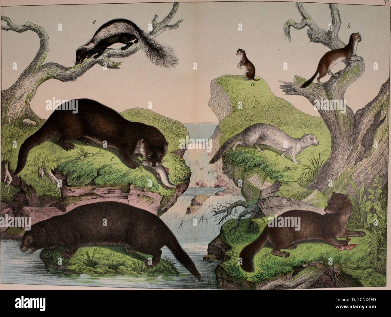 . Natural history of the animal kingdom for the use of young people ...