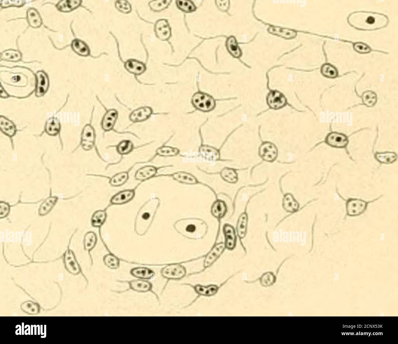 . Recherches anatomiques, embryologiques, histologiques et comparatives ...