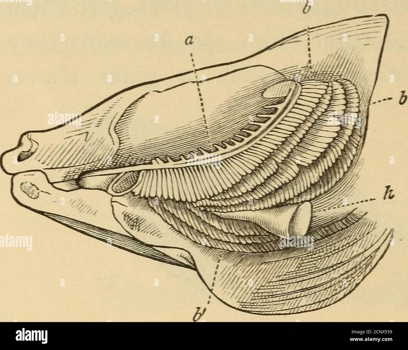 . Half hours with fishes, reptiles, and birds . i6 A LIVING MACHINE ...