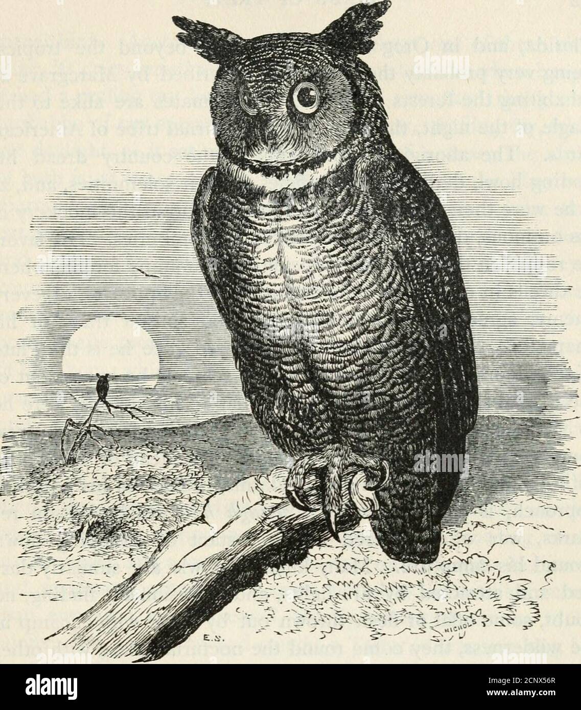 Bird color phases hi-res stock photography and images - Alamy