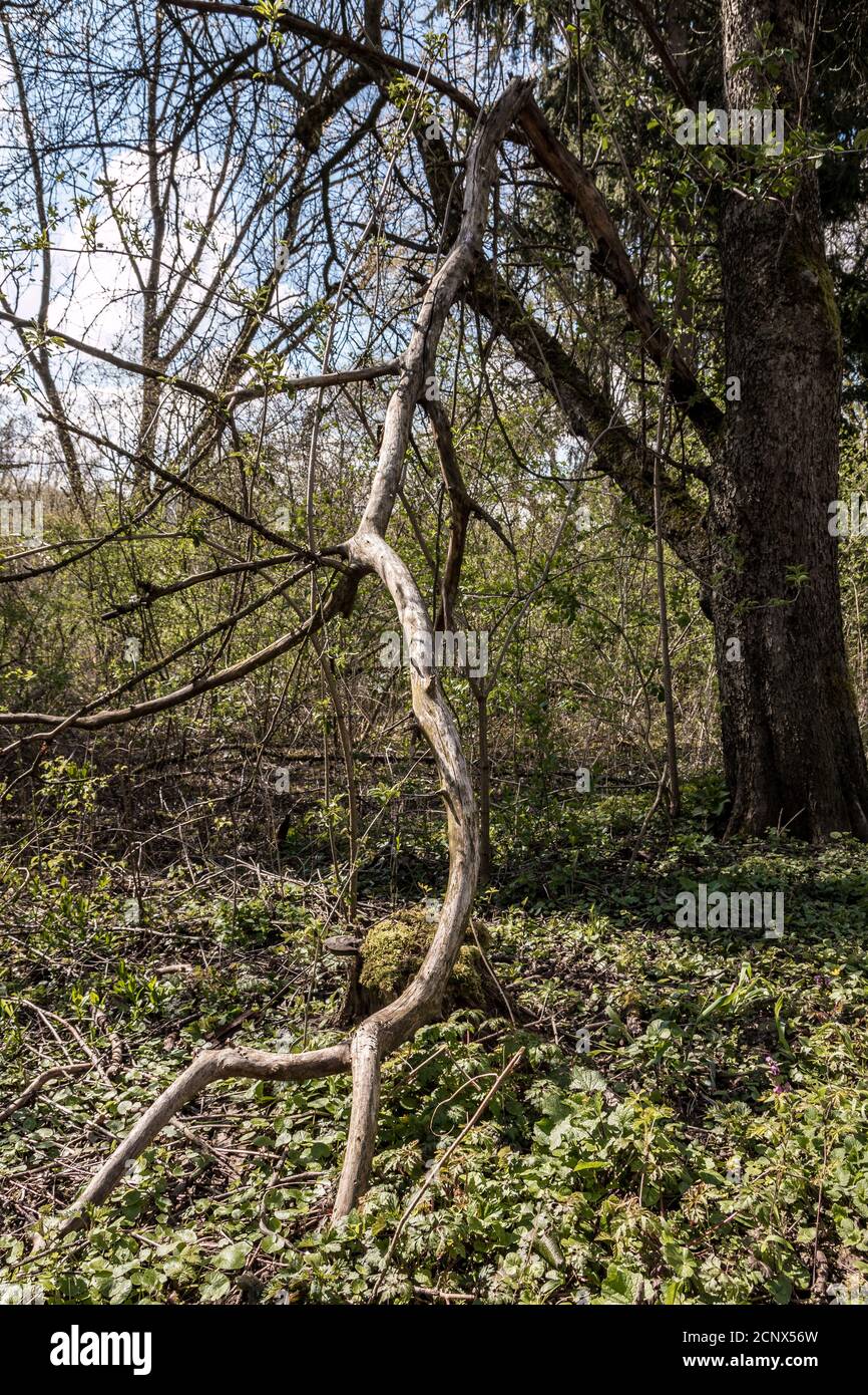 Broken branches of a tree in the middle of the forest Stock Photo - Alamy