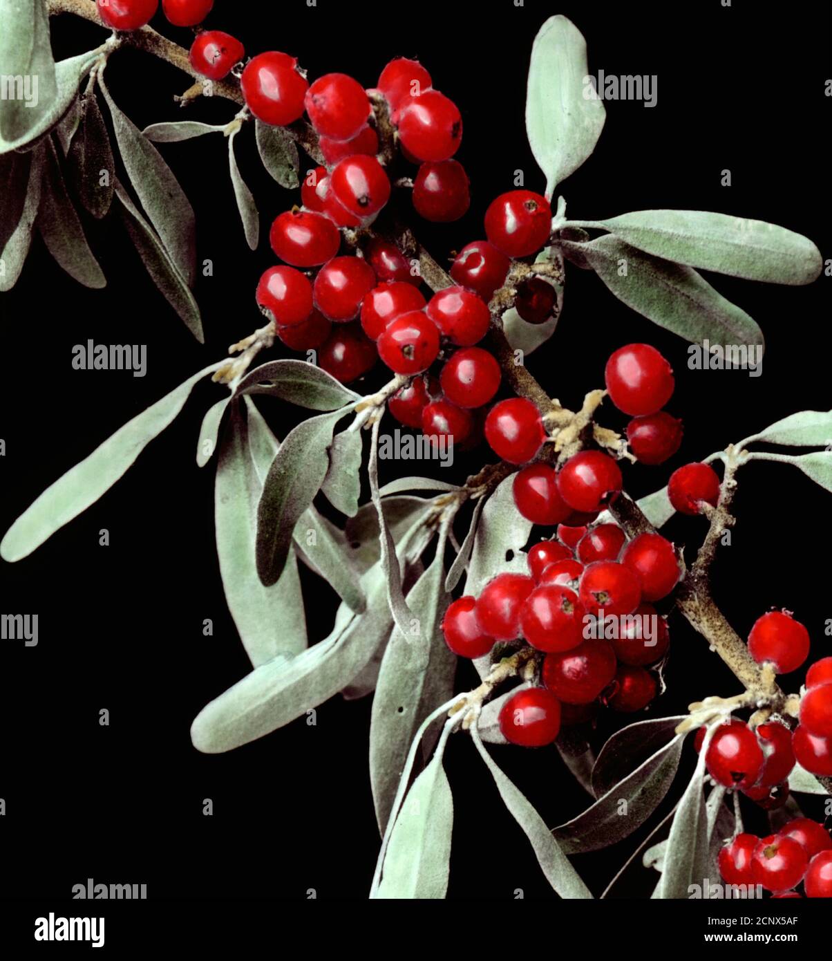 Buffalo Berry High Resolution Stock Photography and Images - Alamy