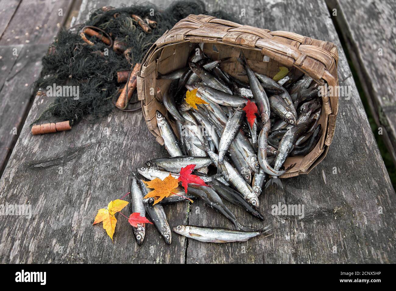 Wooden fishing catch basket hi-res stock photography and images - Alamy