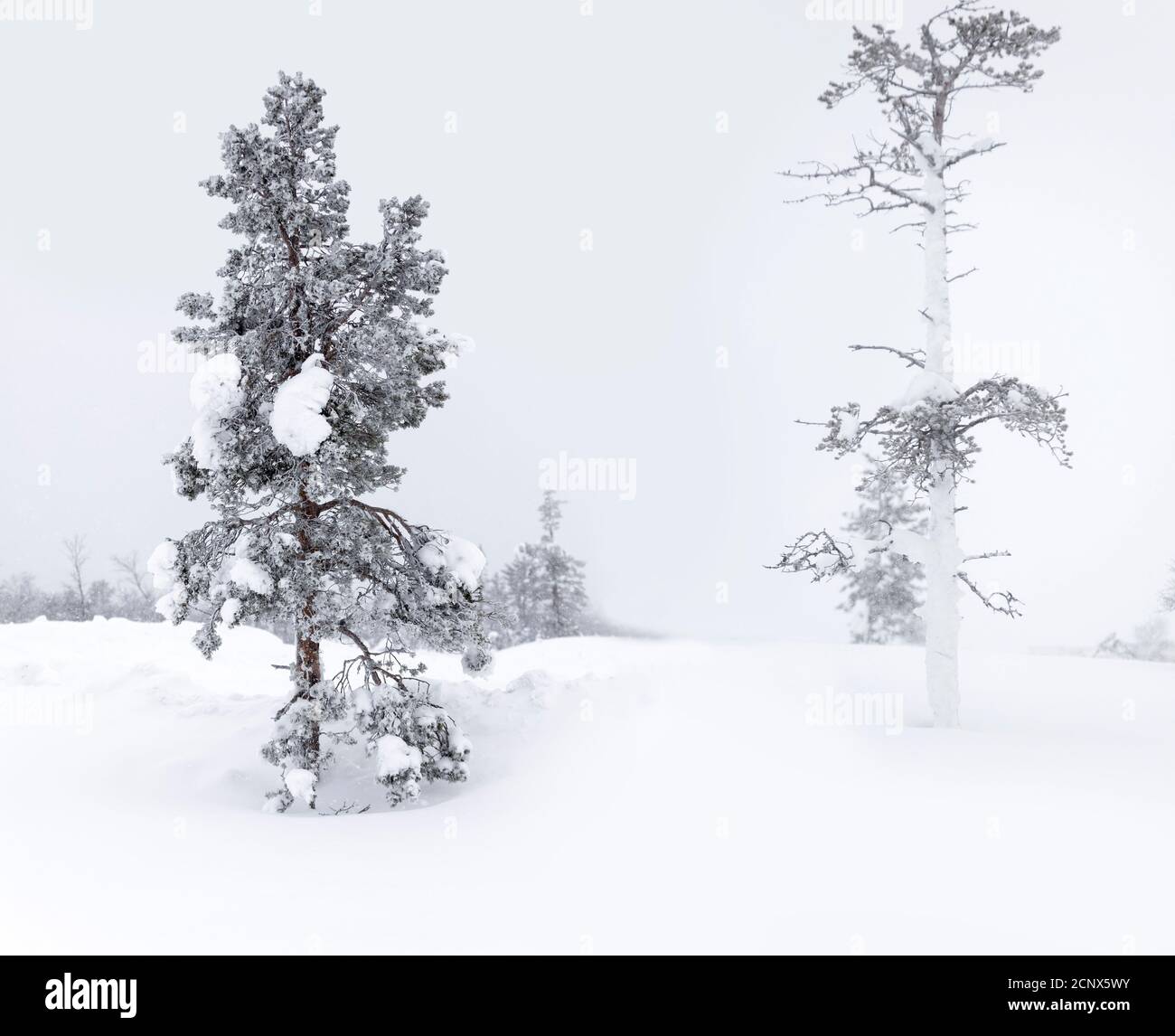 Winter landscape, trees Stock Photo - Alamy