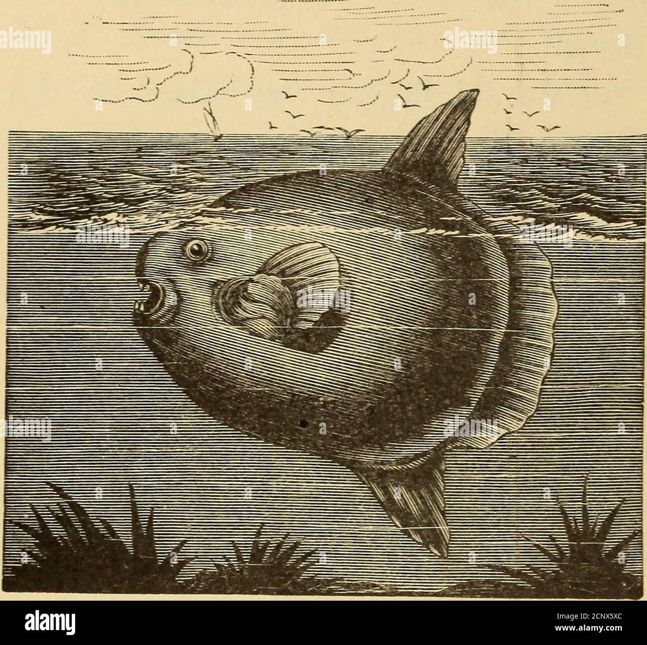 Half Horse Half Fish