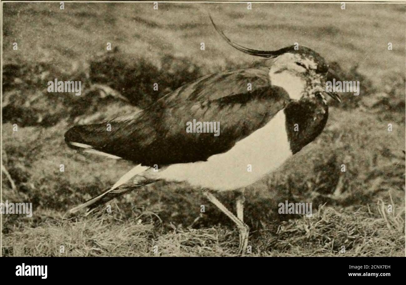 True plovers hi-res stock photography and images - Alamy