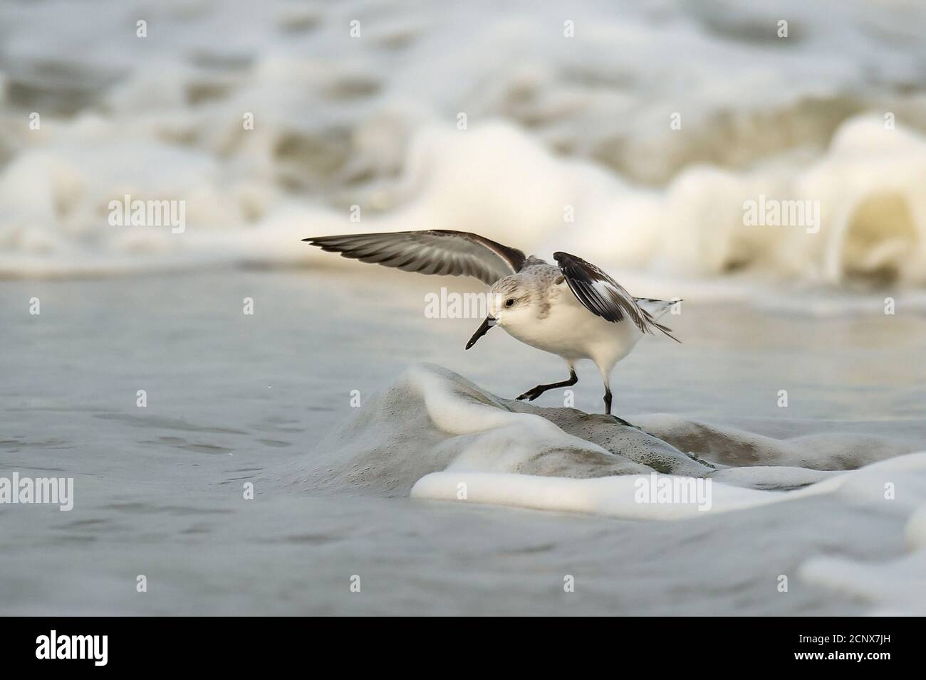 Sanderling bird hi-res stock photography and images - Alamy
