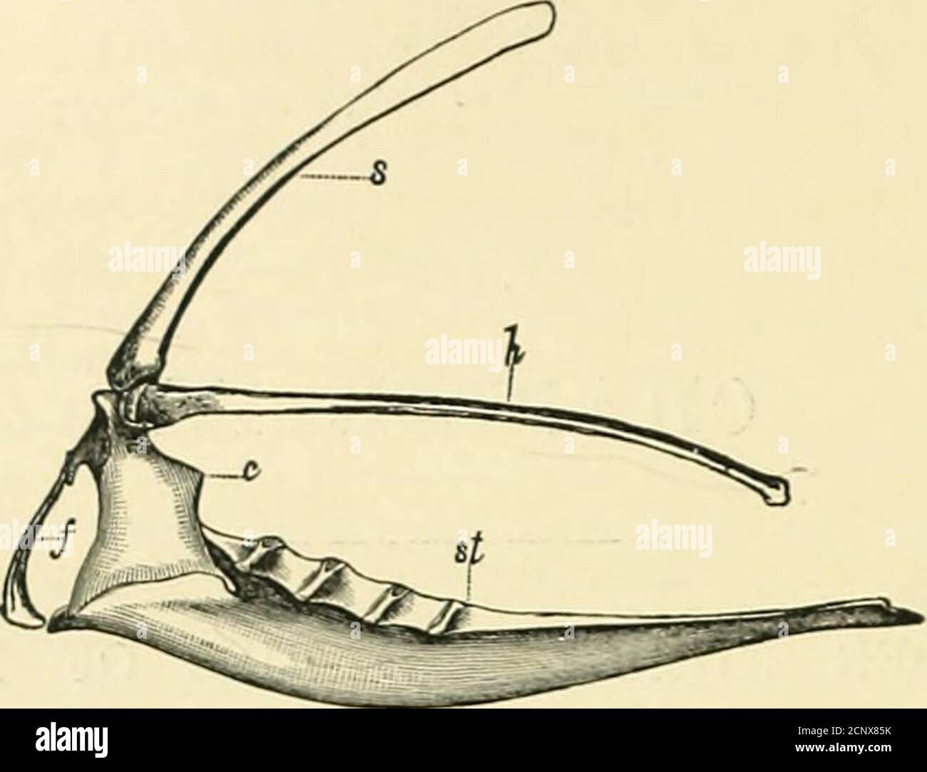 Pelvic wings hi-res stock photography and images - Alamy