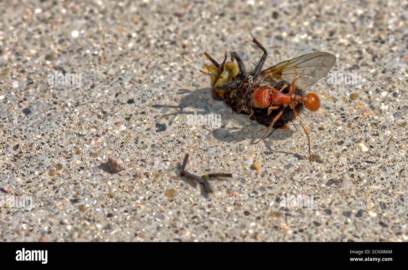 Harvester ant predator hi-res stock photography and images - Alamy