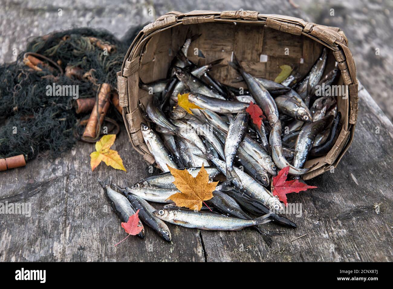 Vendace hi-res stock photography and images - Alamy
