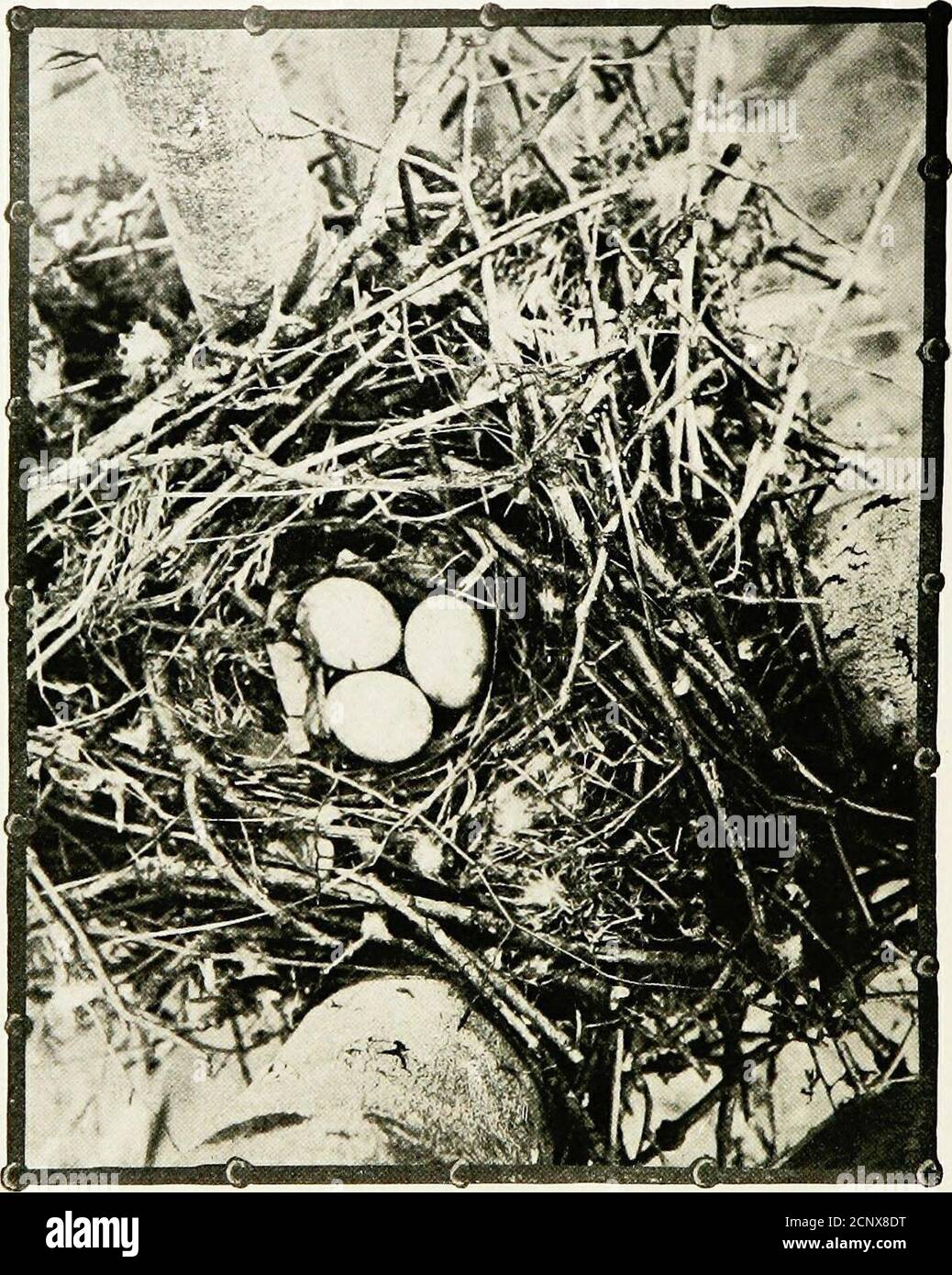 . The birds of Ohio; a complete scientific and popular description of ...