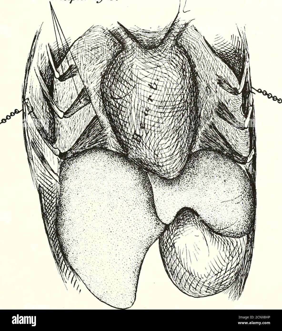 . The myology of the raven (Corvus corax sinuatus.) A guide to the ...