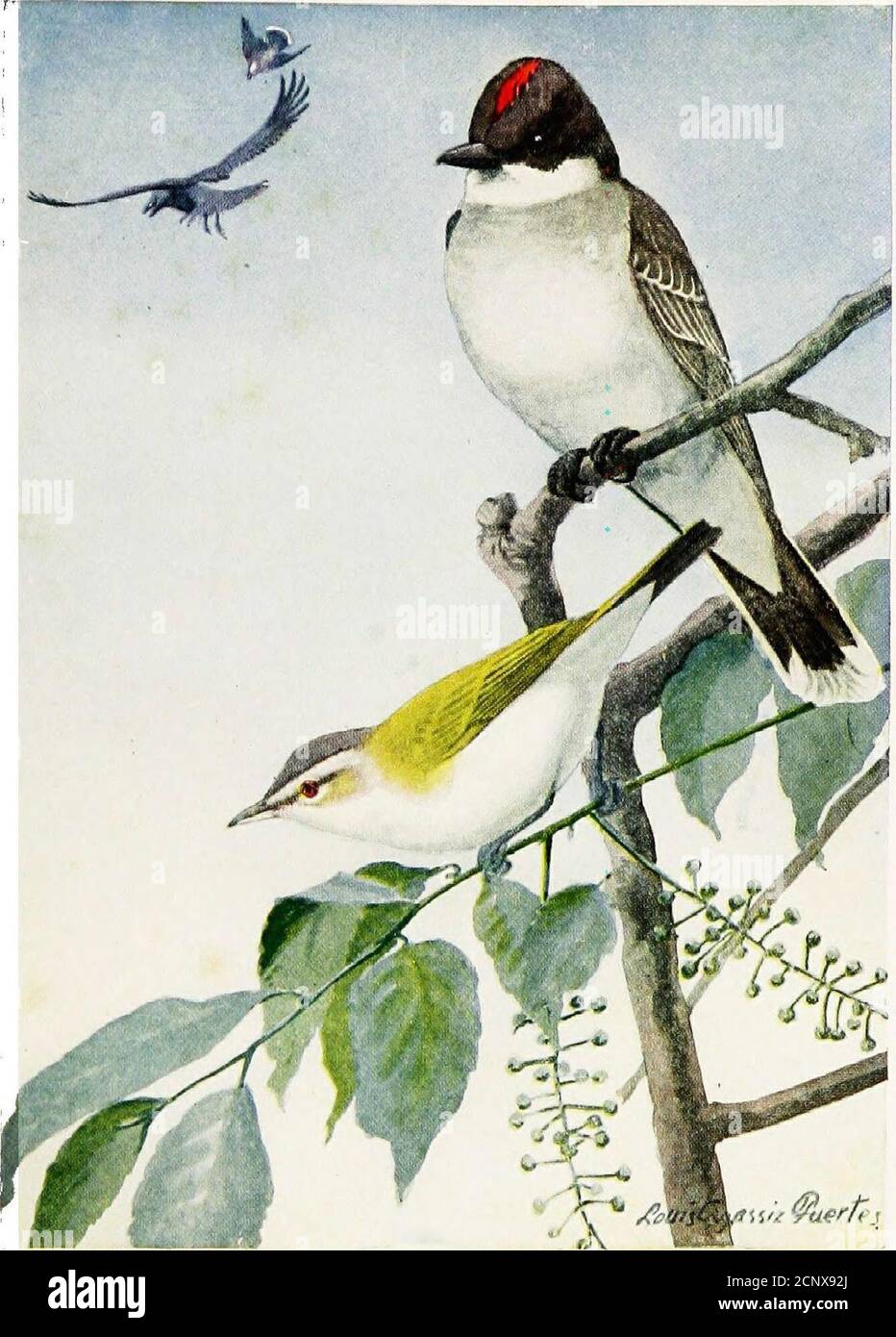 Briar rabbit hi-res stock photography and images - Alamy