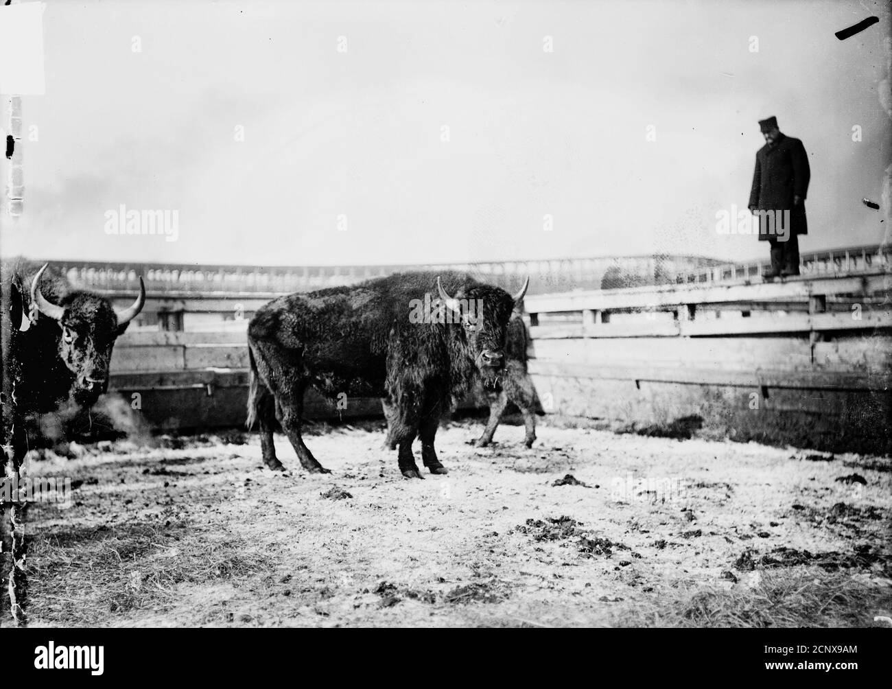 Bull in a pen Black and White Stock Photos & Images - Alamy