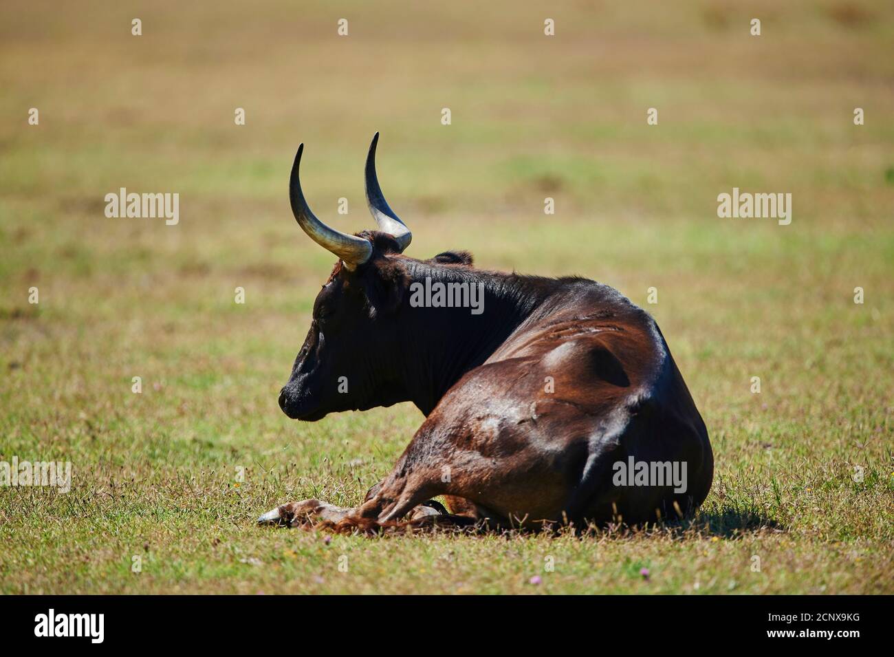 Camargue cattle (Bos taurus), field, to the side, lying Stock Photo - Alamy