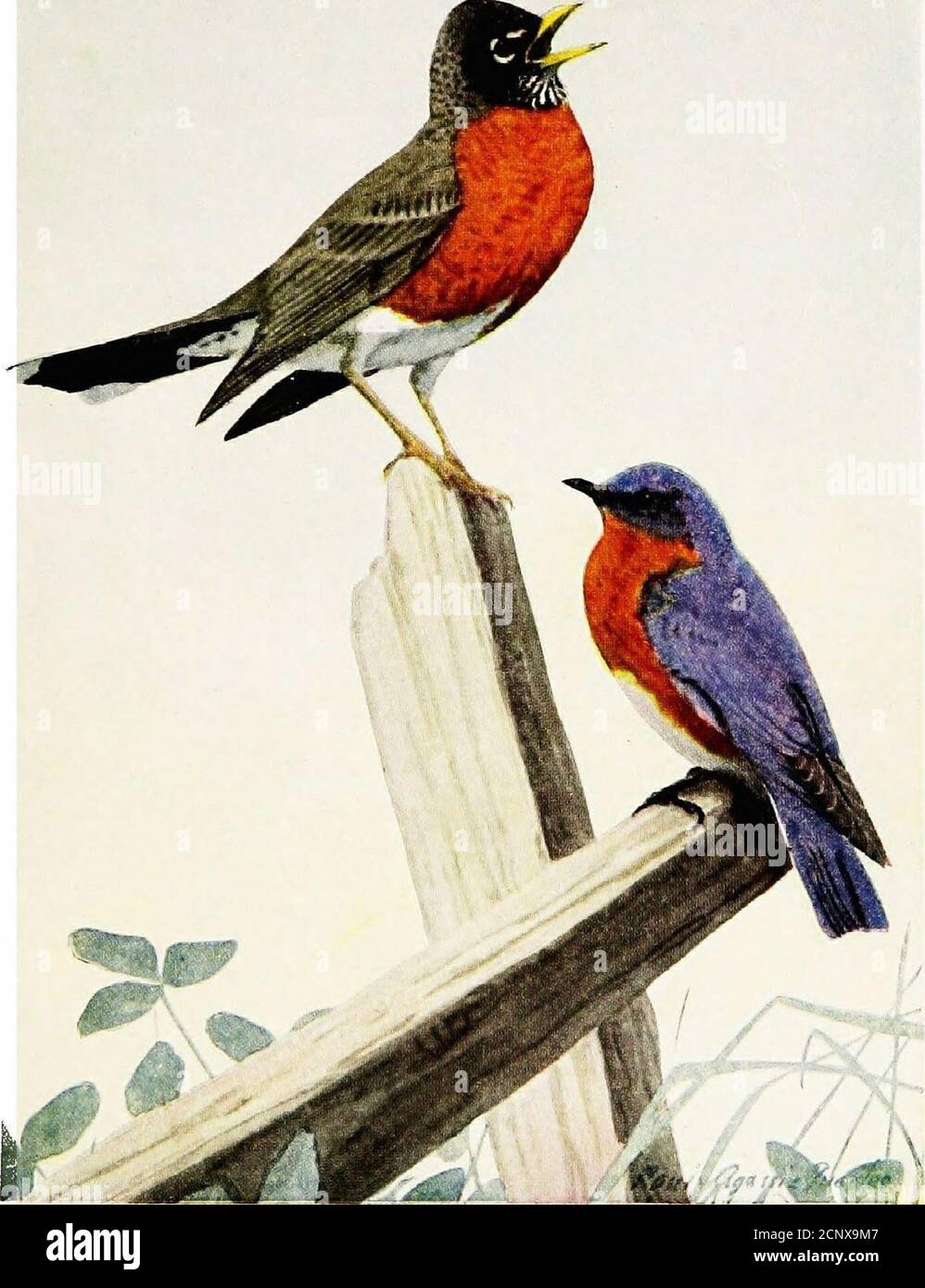 . The Burgess bird book for children . he reached down and tuggedat ...