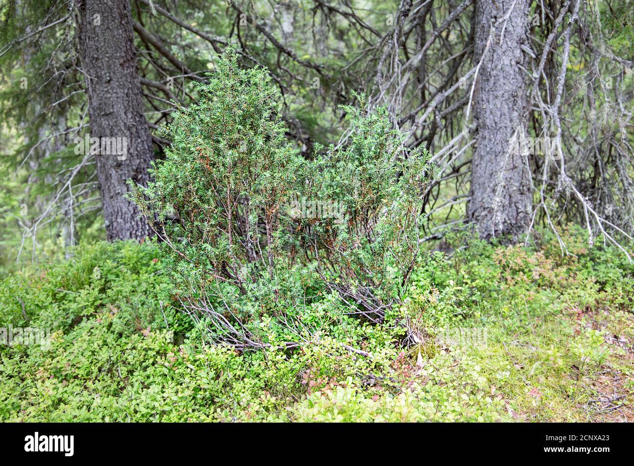 Juniper forest grows in its natural habitat. Karelia. Russia Stock ...