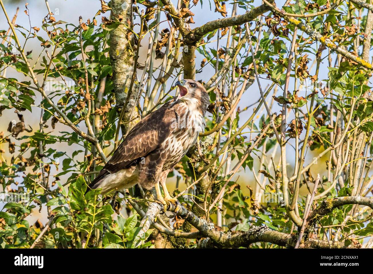 Common buzzard calling from a tree in mid Wales Stock Photo - Alamy
