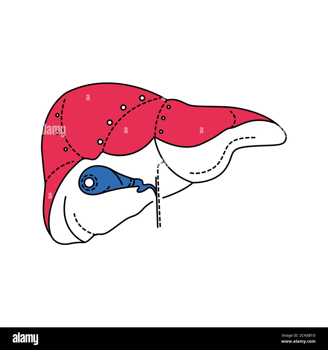 Hepatitis drawing hi-res stock photography and images - Alamy