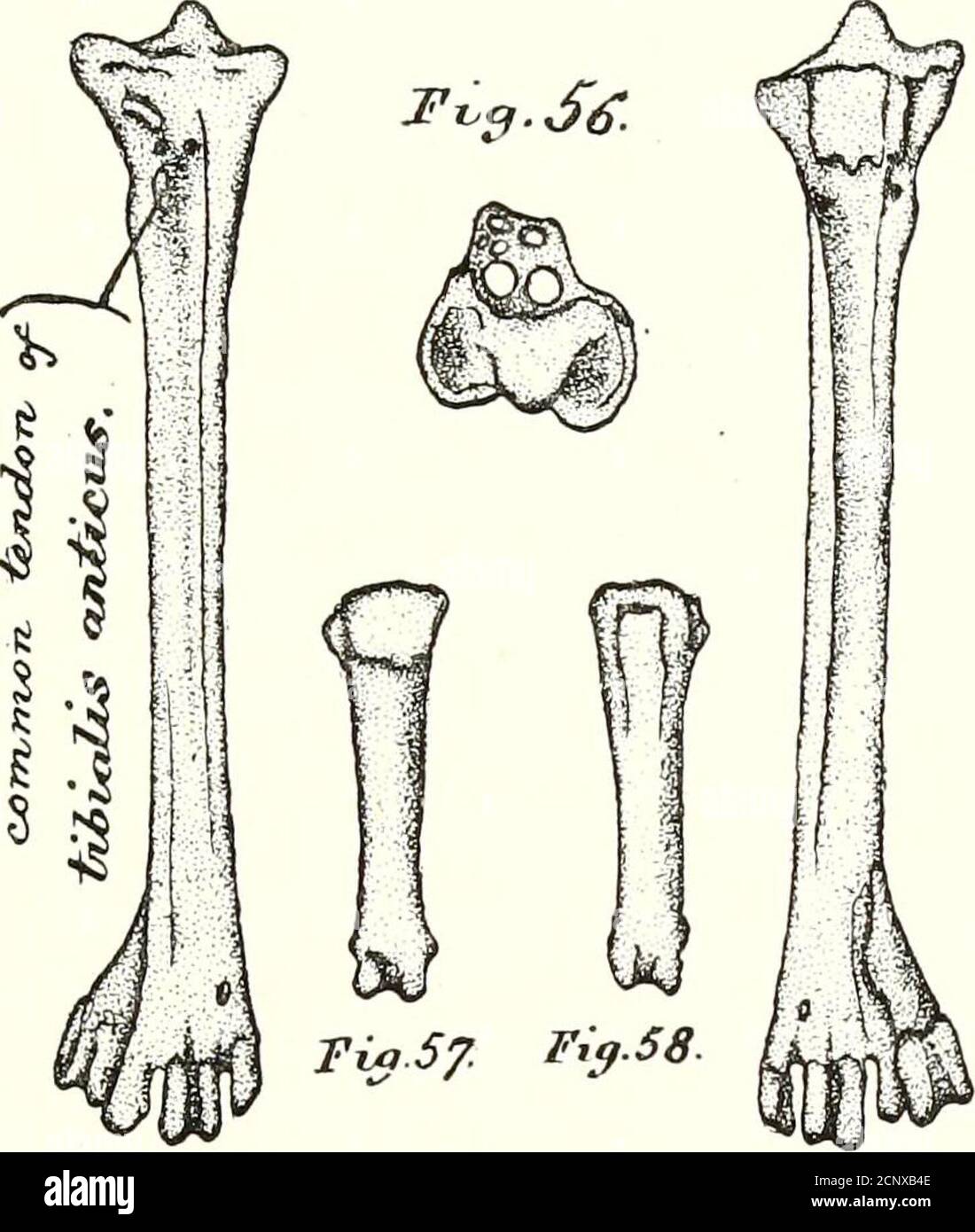 . The myology of the raven (Corvus corax sinuatus.) A guide to the ...