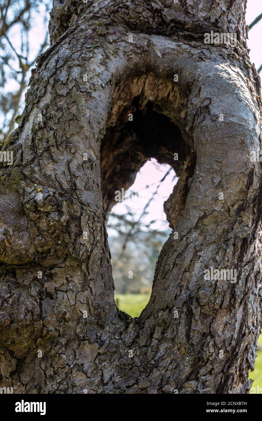 Hole inside tree hi-res stock photography and images - Alamy