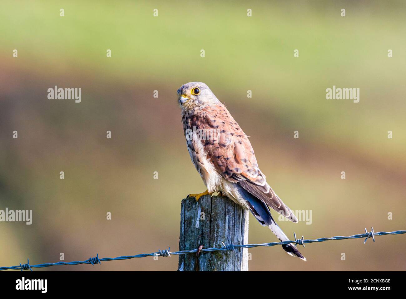 Kestrel hunting from a fence post in west Wales Stock Photo - Alamy