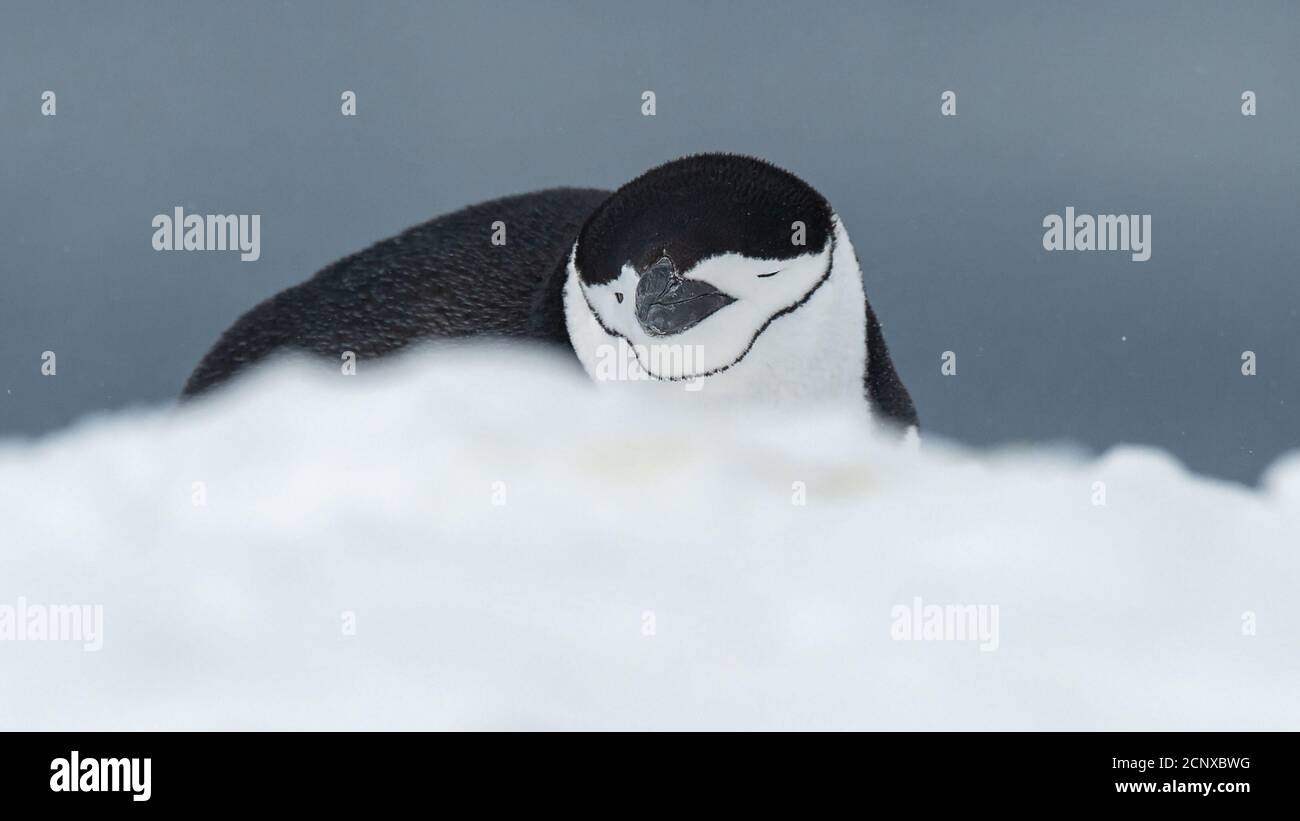Blinking bird eye hi-res stock photography and images - Alamy