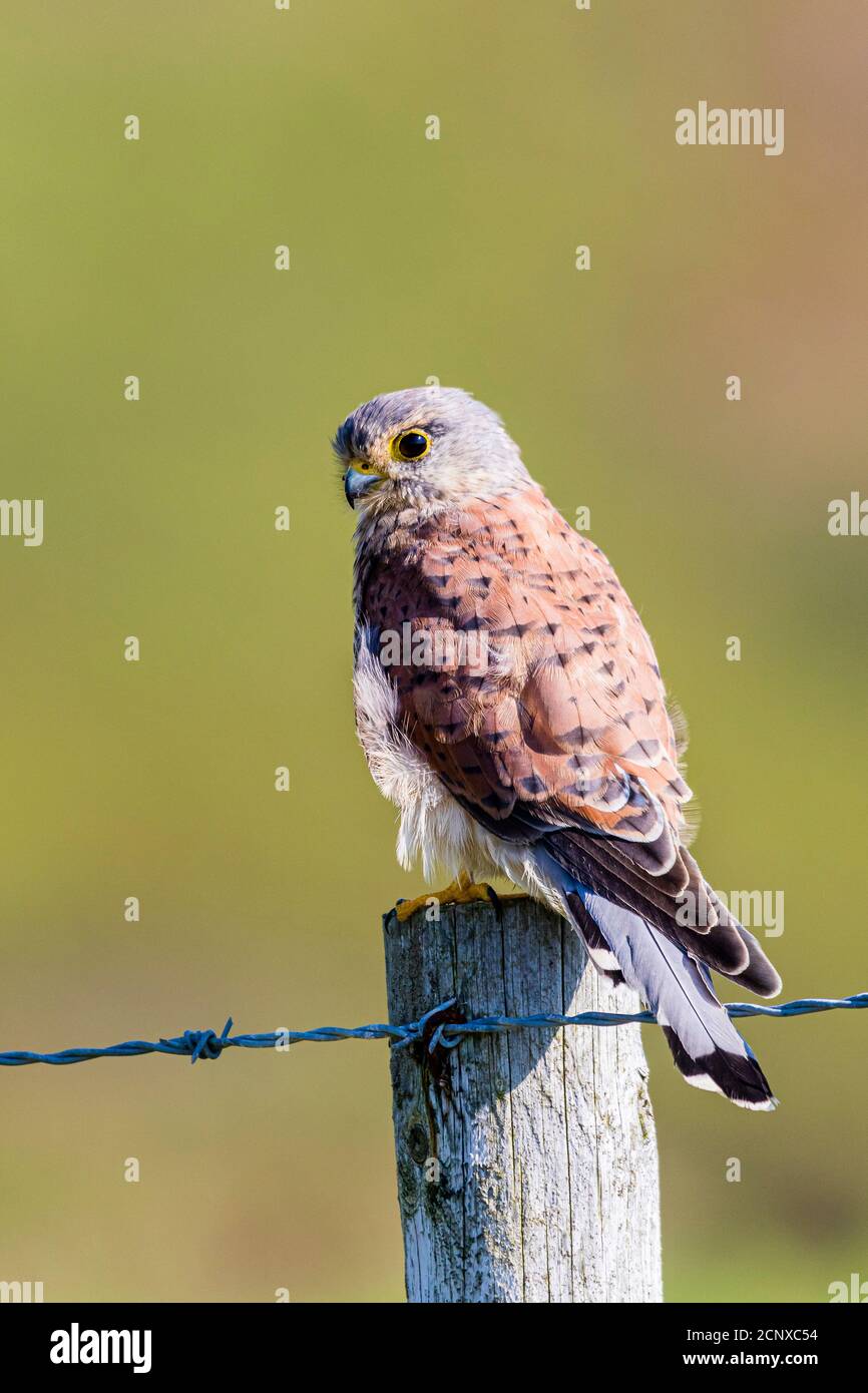 Kestrel hunting from a fence post in west Wales Stock Photo - Alamy