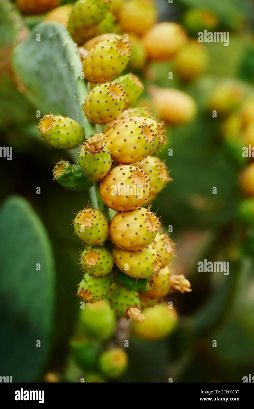 Prickly pear (Opuntia ficus-indica), fruits, Catalonia, Spain, Europe ...
