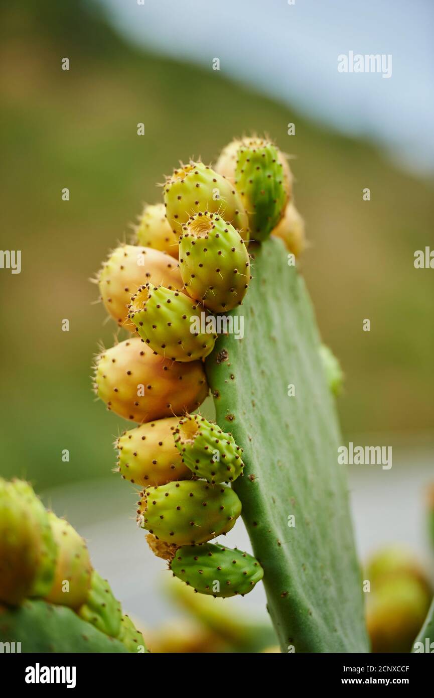 Prickly pear (Opuntia ficus-indica), fruits, Catalonia, Spain, Europe ...