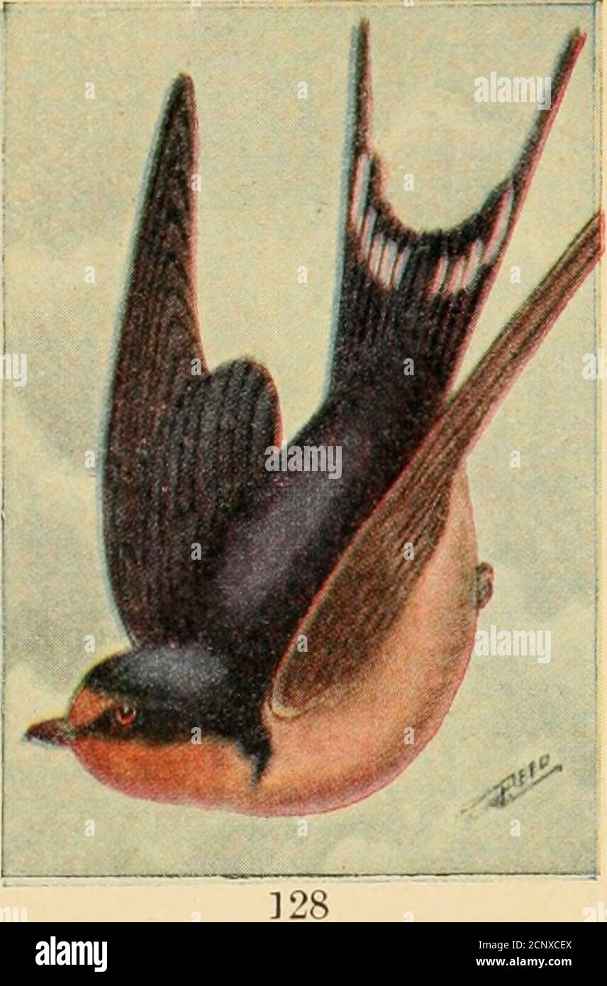 Swooping Swallow Drawing