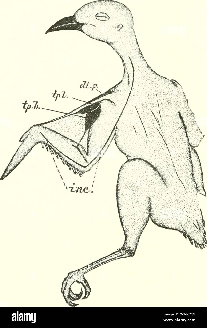 . The myology of the raven (Corvus corax sinuatus.) A guide to the ...